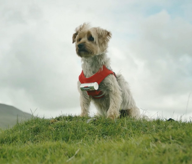 Чайтерьер, или Йорк с молоком — ADPASS